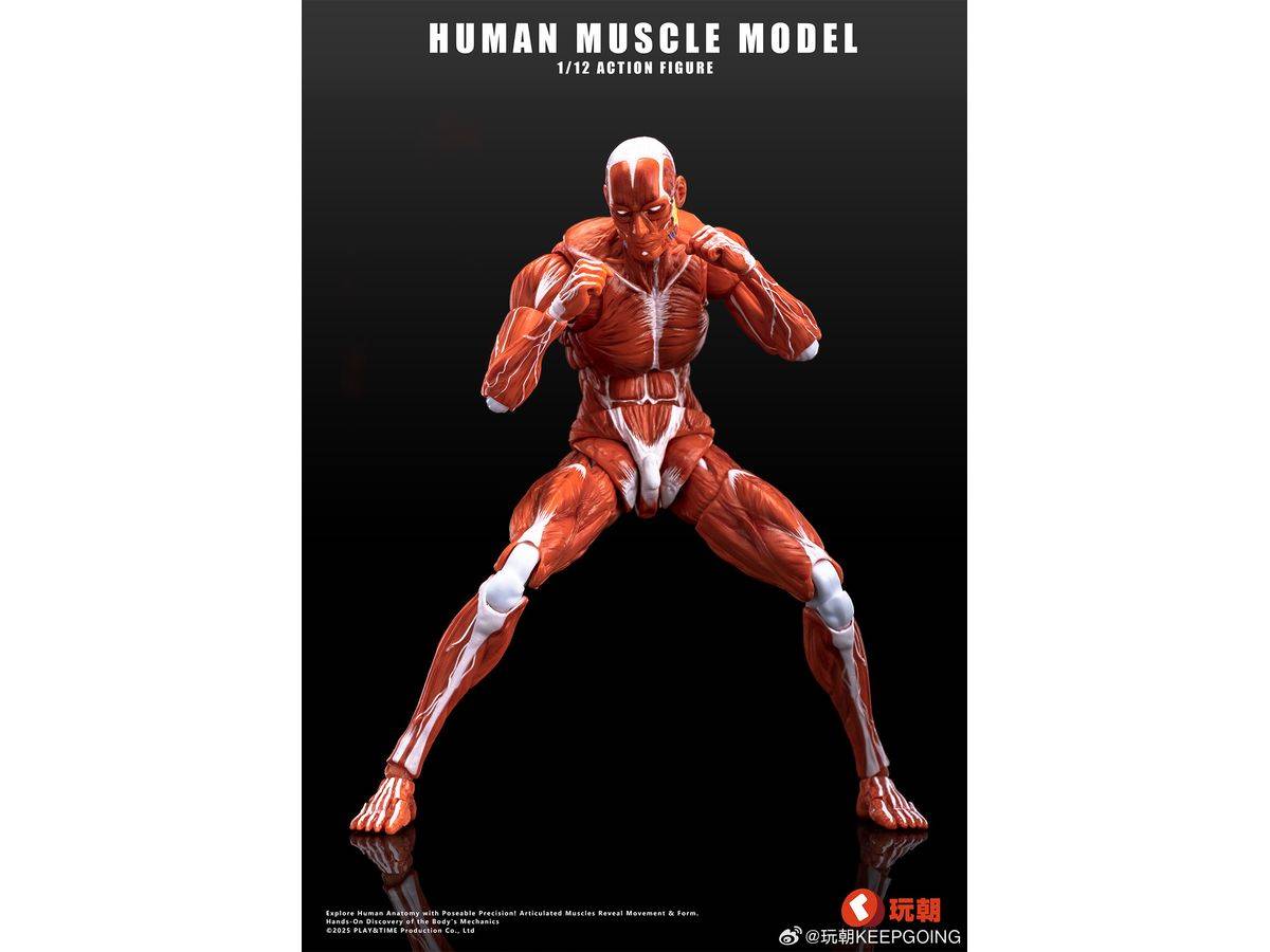 Action Figure: Human Muscle Model - Red Ver. 1/12 [KeepGoing Studio ...