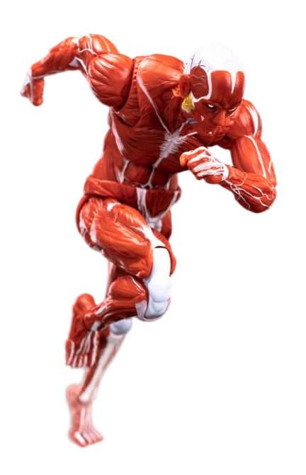 Action Figure: Human Muscle Model - Red Ver. 1/12 [KeepGoing Studio ...